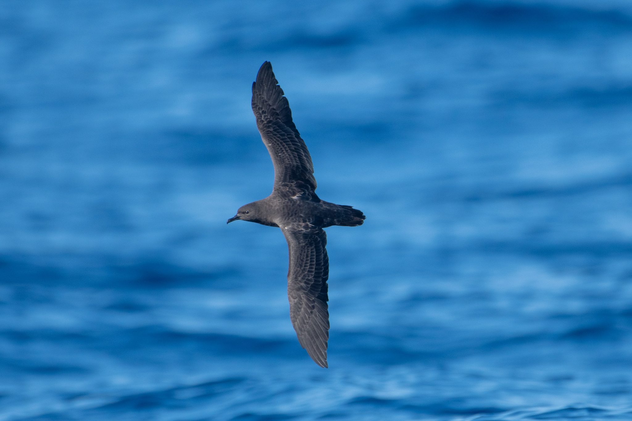 Division of Forestry and Wildlife: Wildlife Program | Christmas Shearwater