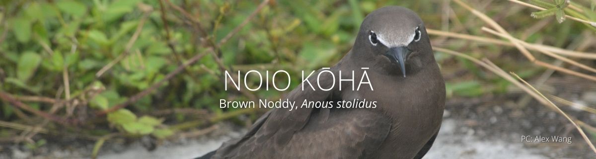 Division of Forestry and Wildlife: Wildlife Program | Noio Kōhā