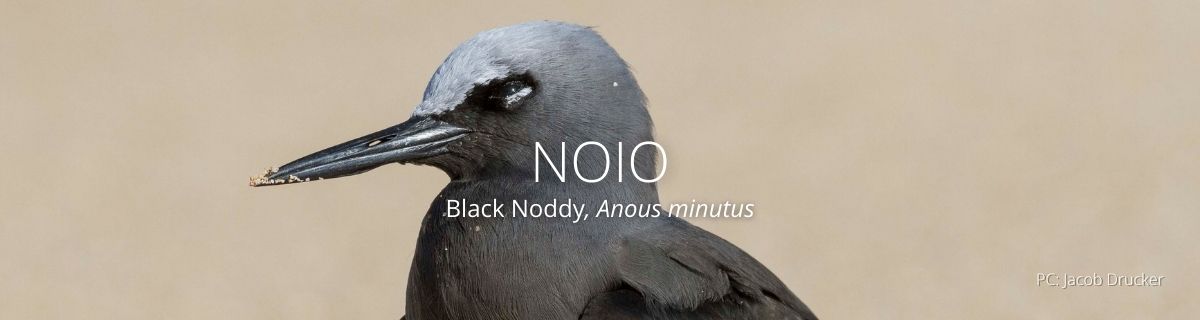 Division of Forestry and Wildlife: Wildlife Program | Noio