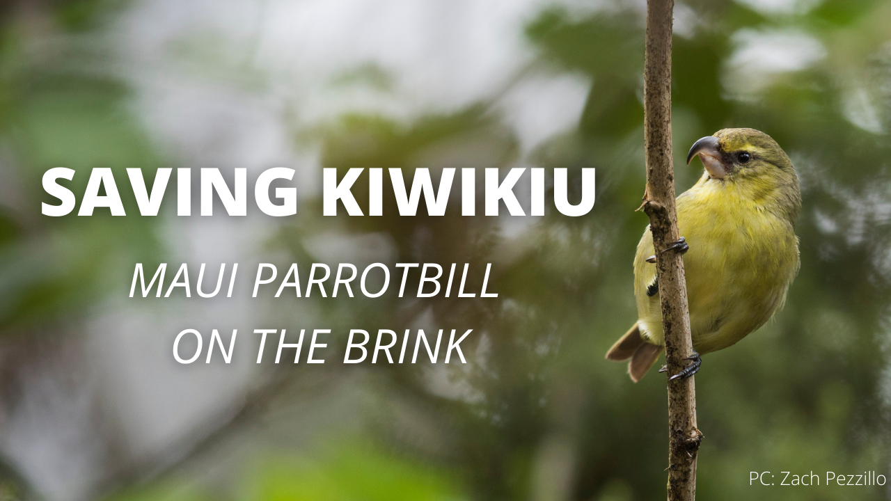 Division of Forestry and Wildlife: Wildlife Program | Kiwikiu