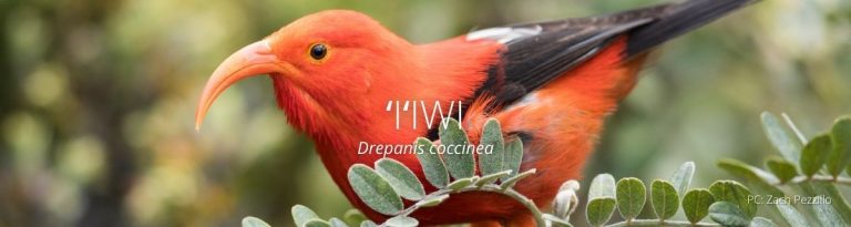 Division of Forestry and Wildlife: Wildlife Program | ʻIʻiwi