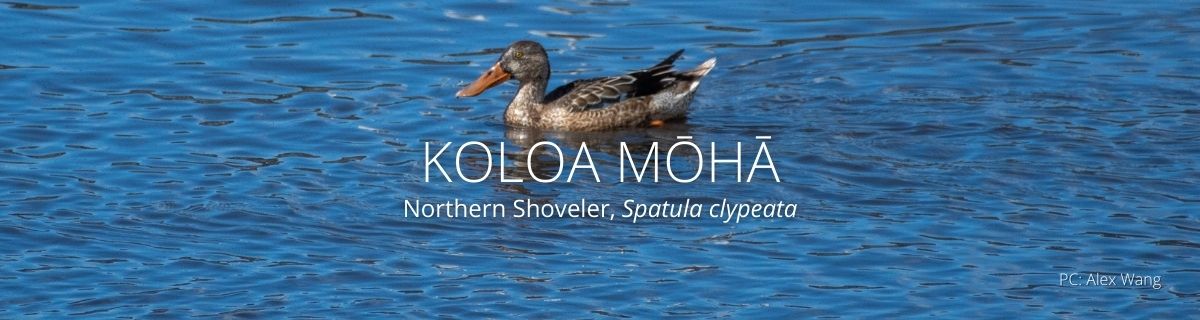 Division of Forestry and Wildlife: Wildlife Program | Koloa Mōhā