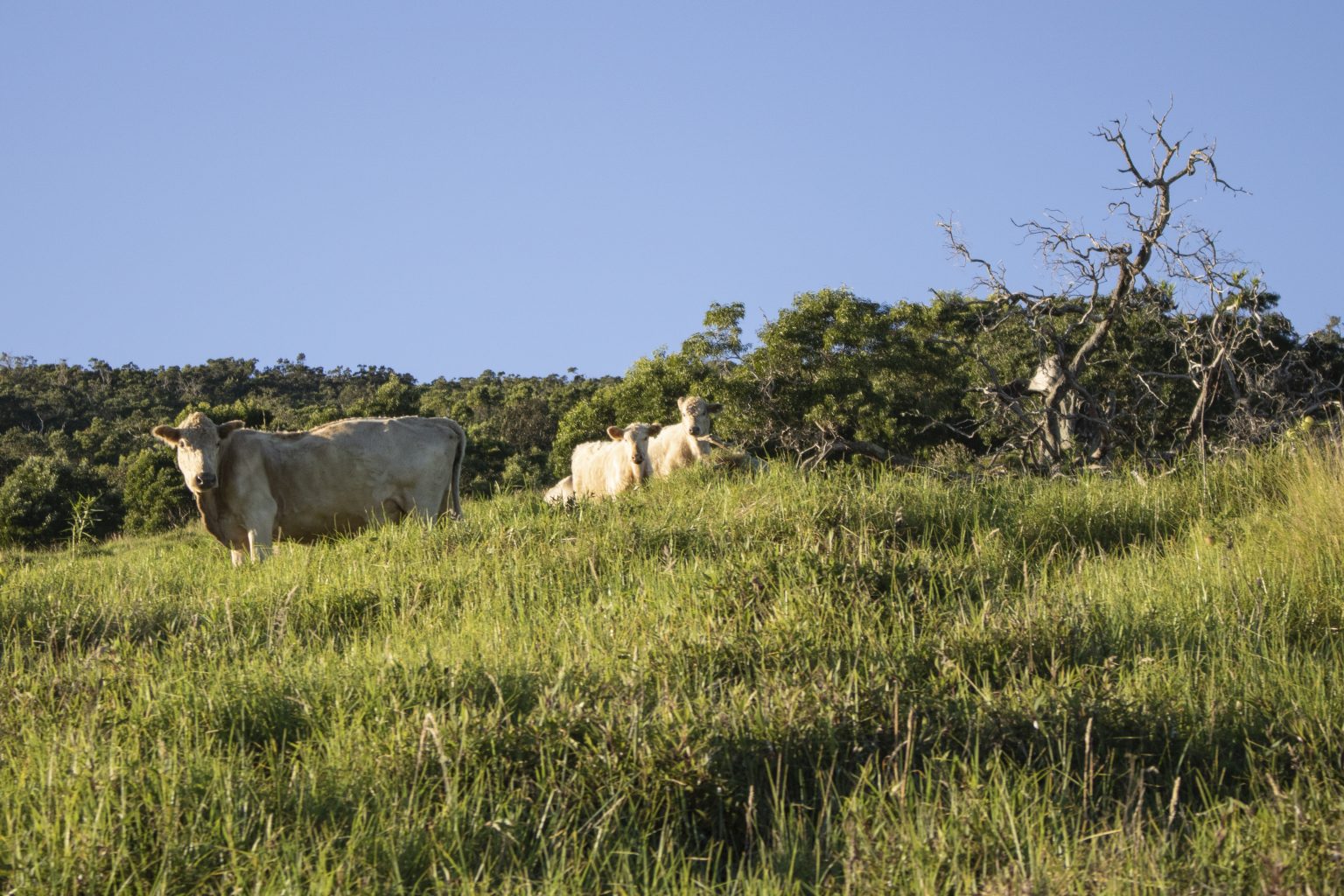 Division of Forestry and Wildlife: Wildlife Program | Puʻu Waʻawaʻa ...