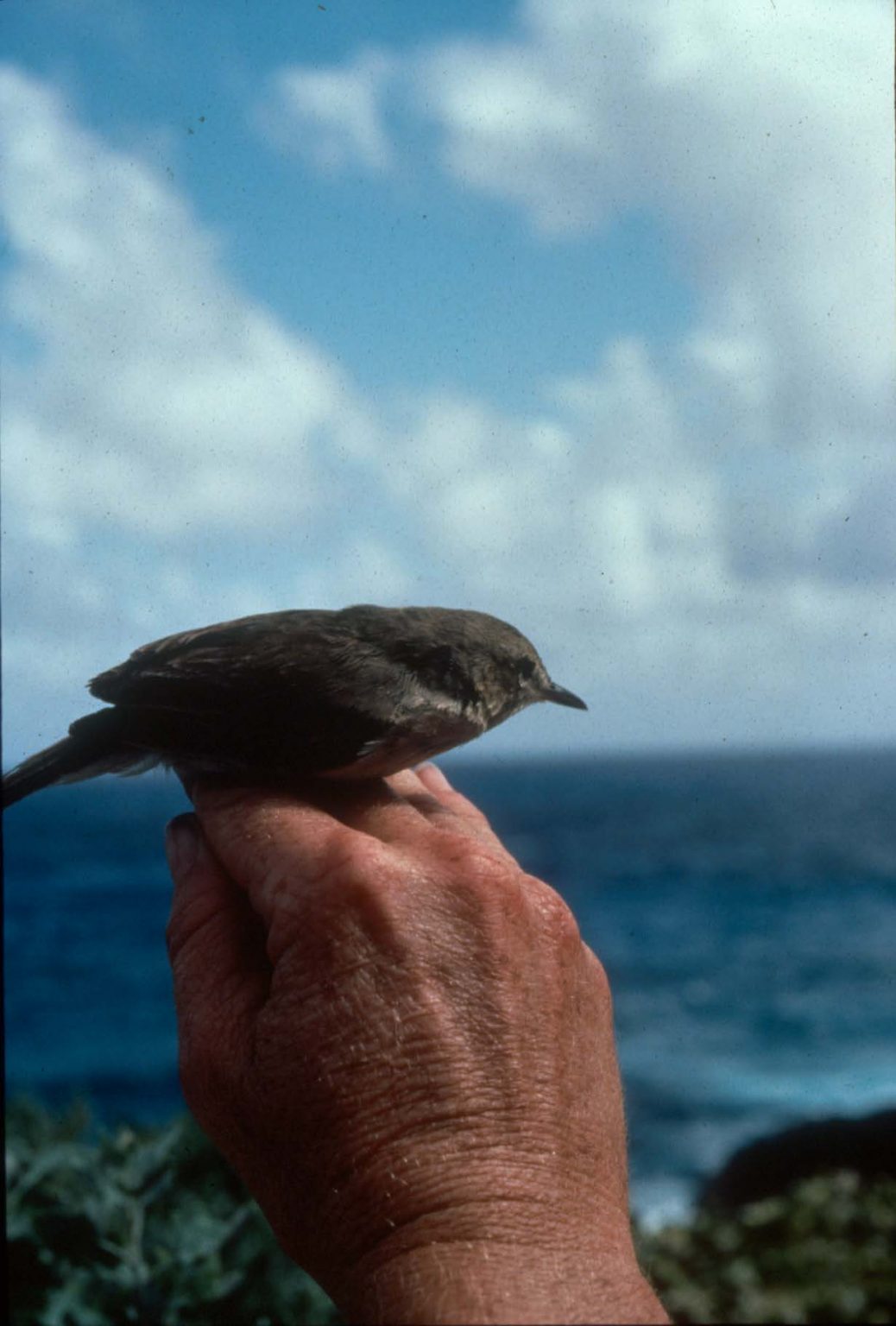 Division of Forestry and Wildlife: Wildlife Program | Nihoa Millerbird