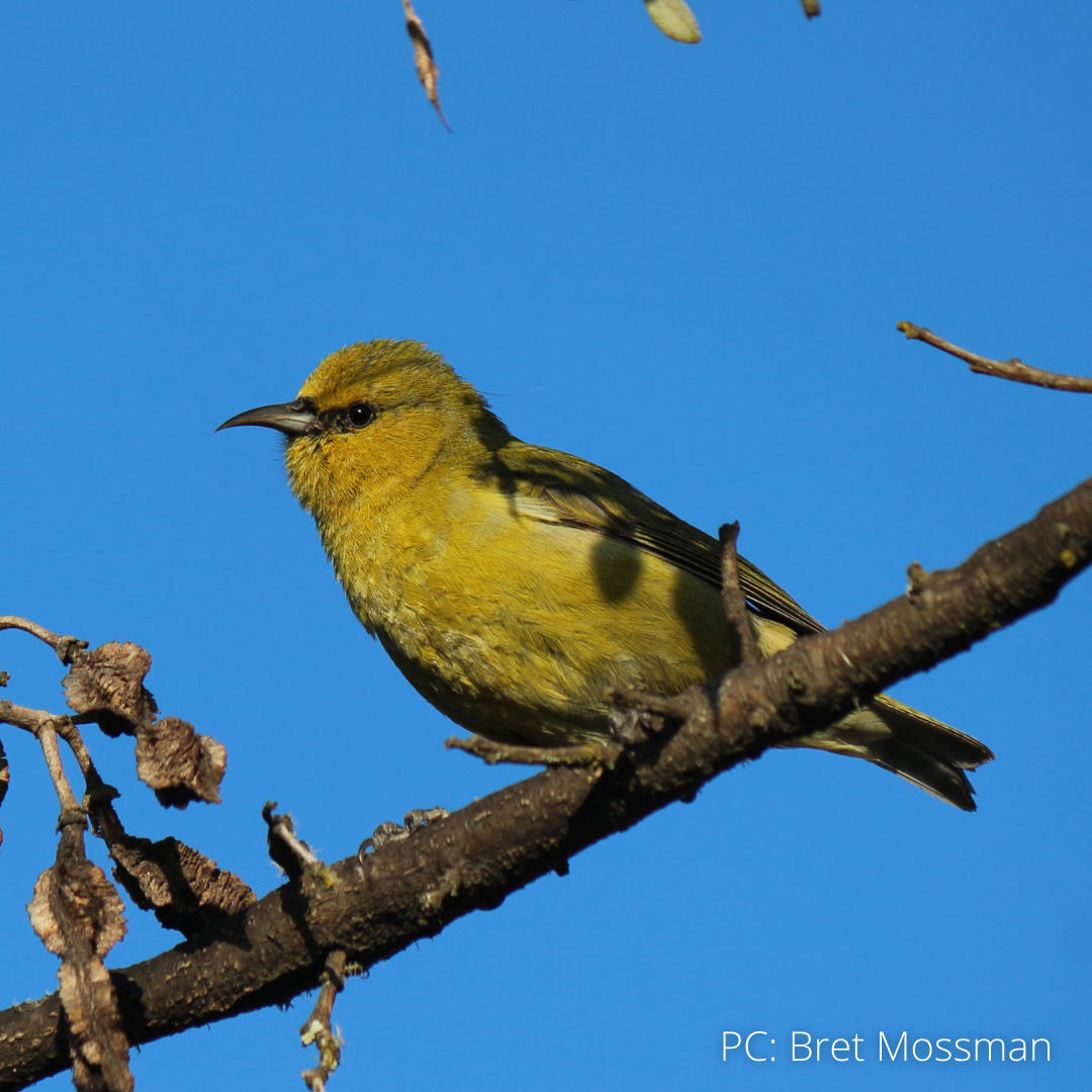 Division of Forestry and Wildlife: Wildlife Program | Native Birds of ...