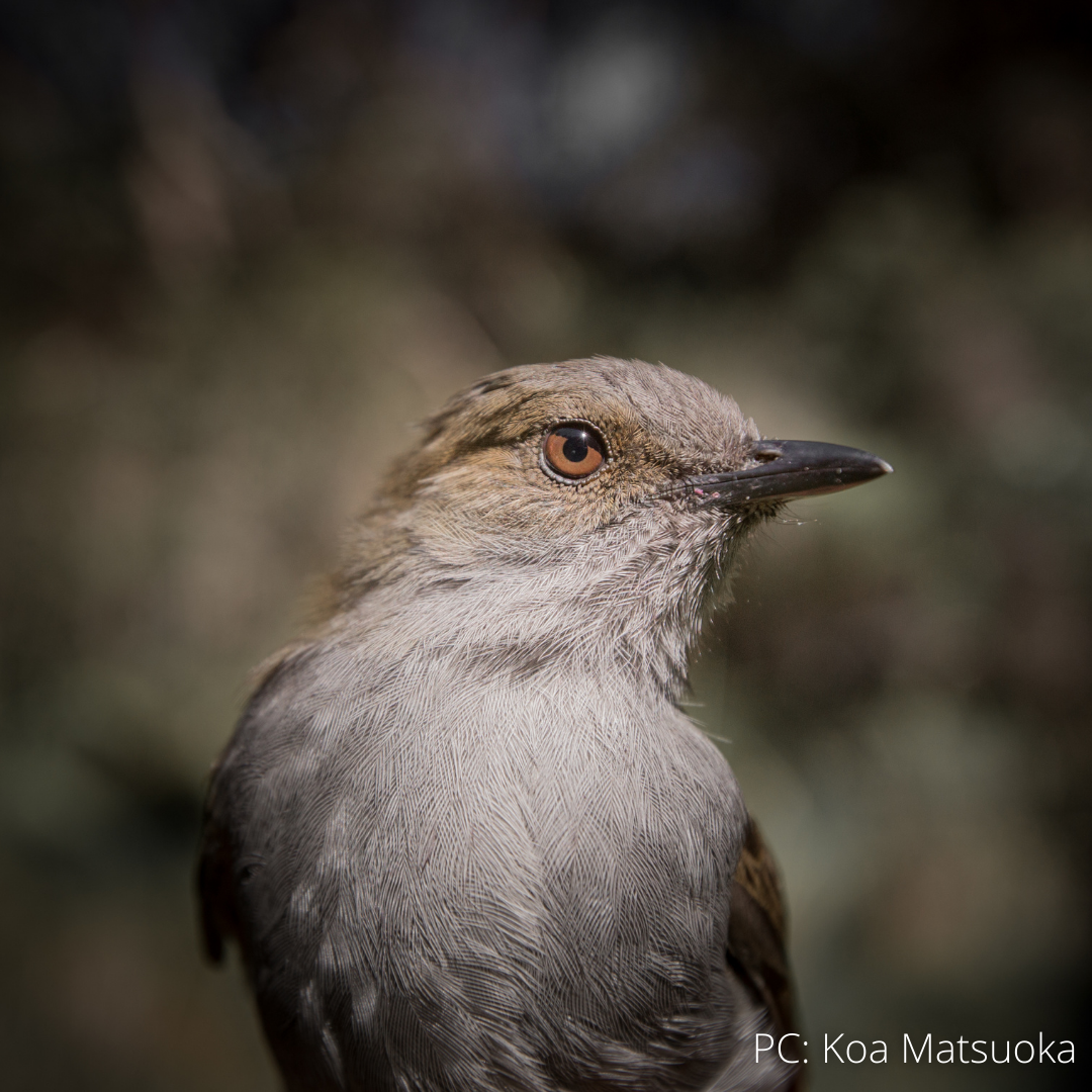 Division of Forestry and Wildlife: Wildlife Program | Native Birds of ...