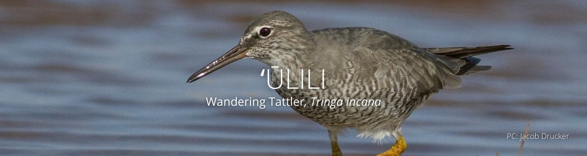 Division of Forestry and Wildlife: Wildlife Program | ʻŪlili