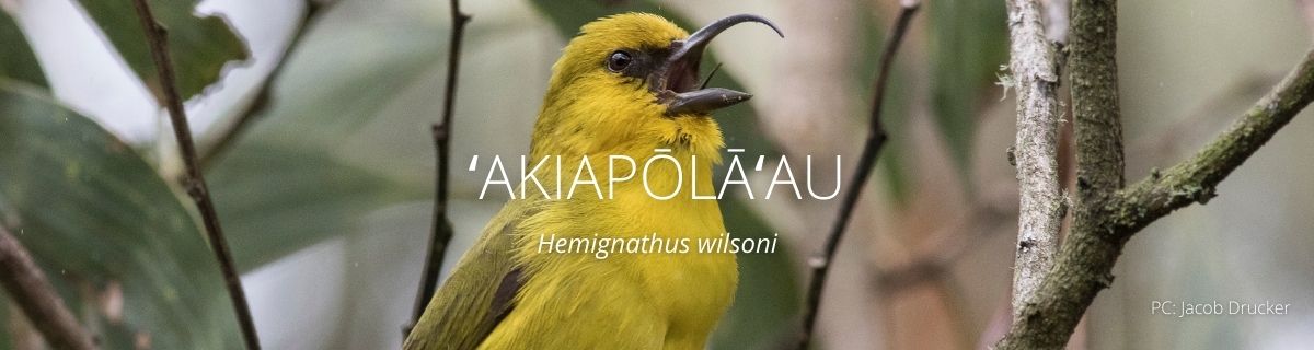 Division of Forestry and Wildlife: Wildlife Program | ʻAkiapōlāʻau