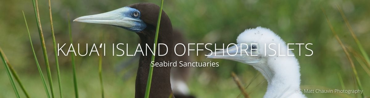 Division of Forestry and Wildlife: Wildlife Program | Kauaʻi Offshore ...