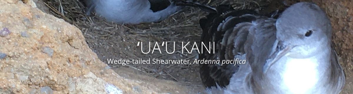 Division of Forestry and Wildlife: Wildlife Program | ‘Ua‘u kani