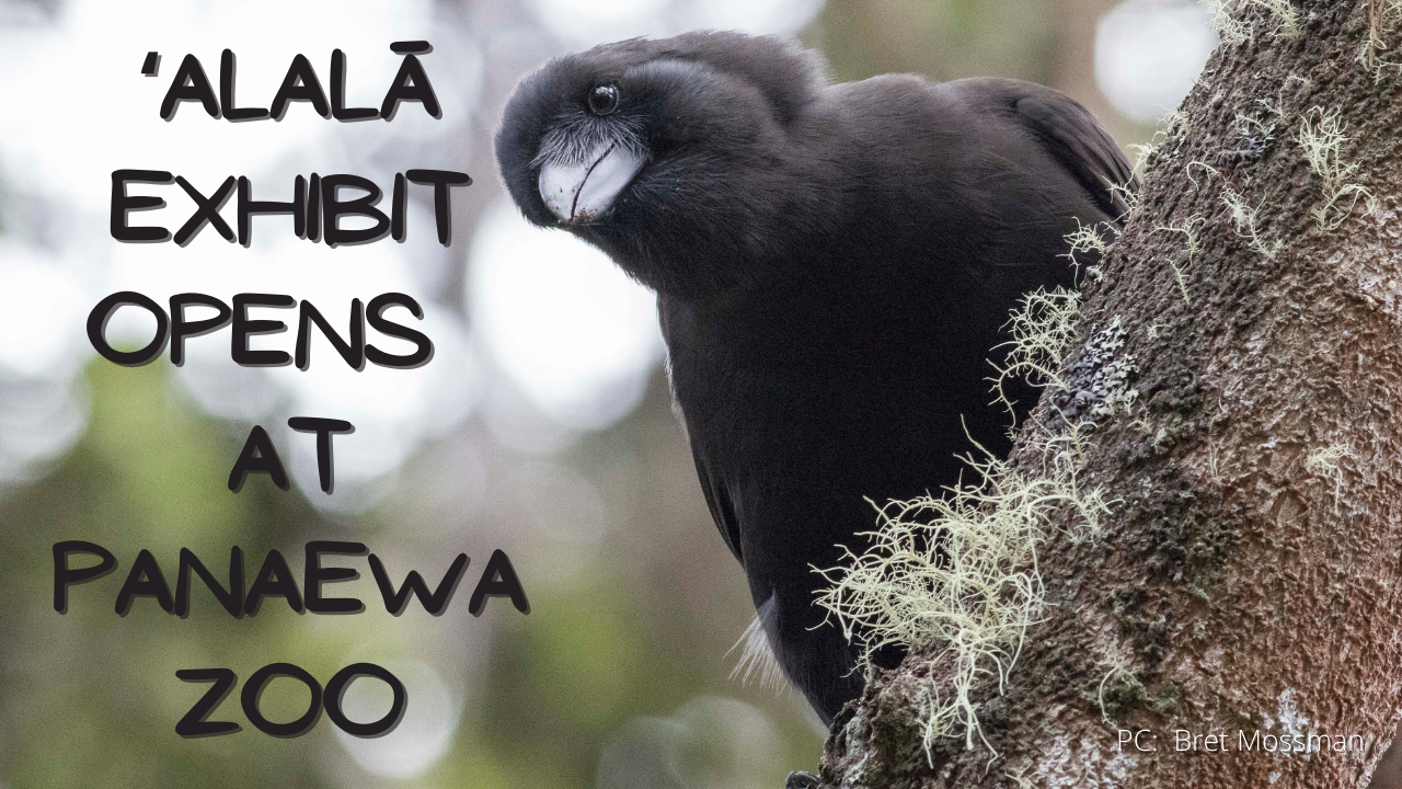 Division of Forestry and Wildlife: Wildlife Program | ʻAlalā