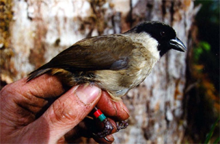 Division of Forestry and Wildlife: Wildlife Program | Poʻouli