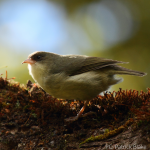 Division of Forestry and Wildlife: Wildlife Program | Native Birds of ...