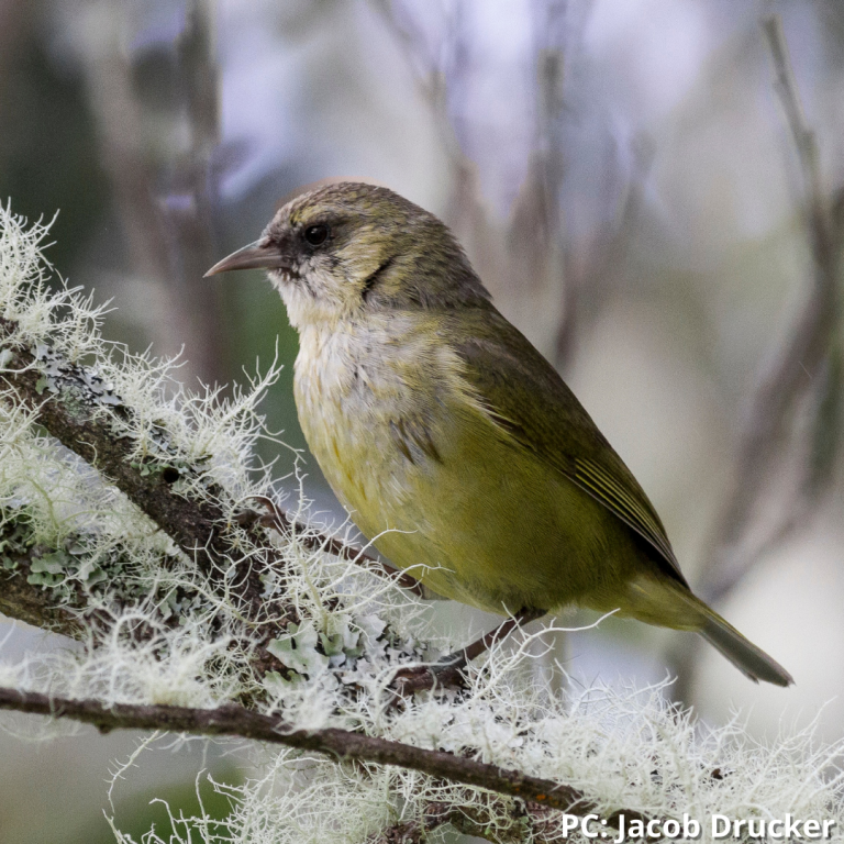 Division of Forestry and Wildlife: Wildlife Program | Native Birds of ...
