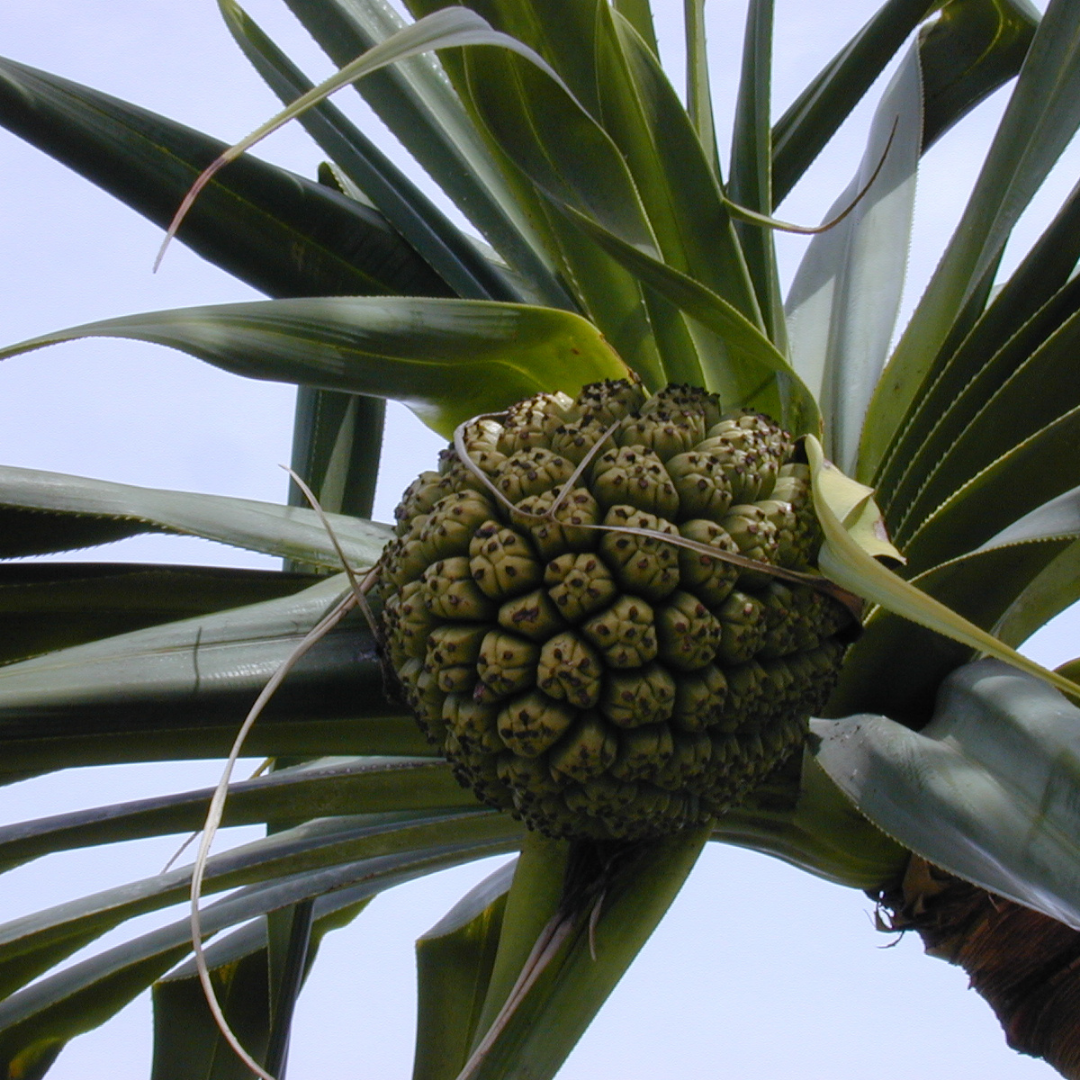 Division of Forestry and Wildlife: Wildlife Program | Maui Offshore ...
