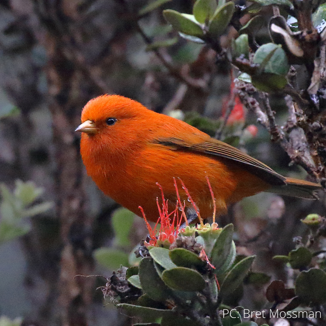 Division of Forestry and Wildlife: Wildlife Program | Native Birds of ...