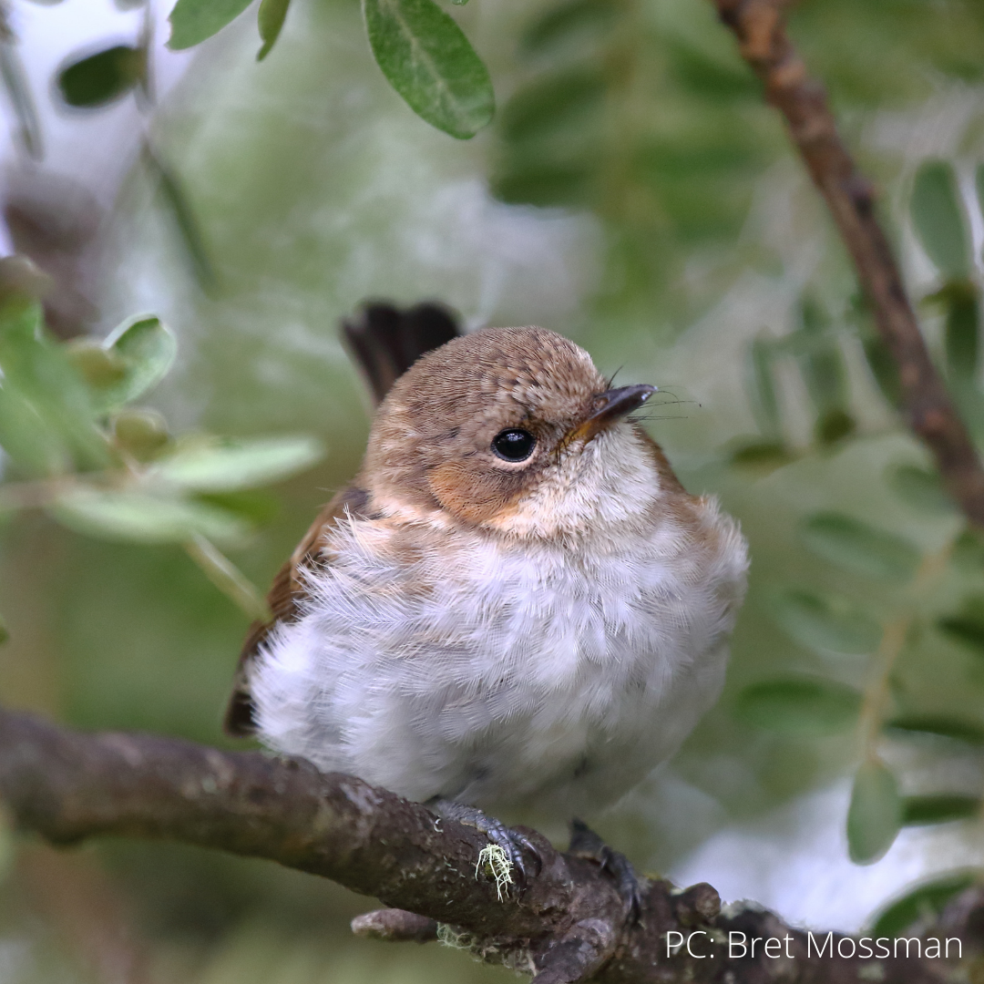 Division of Forestry and Wildlife: Wildlife Program | Native Birds of ...