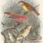 Division of Forestry and Wildlife: Wildlife Program | Native Birds of ...