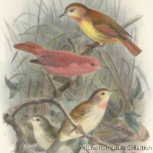 Division of Forestry and Wildlife: Wildlife Program | Native Birds of ...
