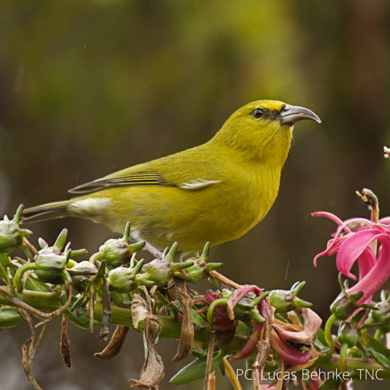 Division of Forestry and Wildlife: Wildlife Program | Native Birds of ...