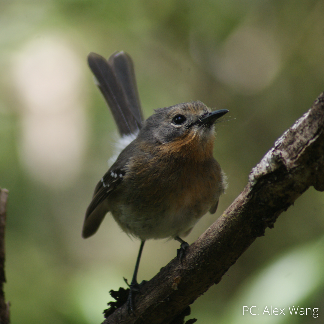 Division of Forestry and Wildlife: Wildlife Program | Native Birds of ...