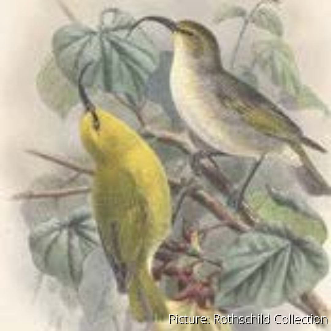 Division of Forestry and Wildlife: Wildlife Program | Native Birds of ...