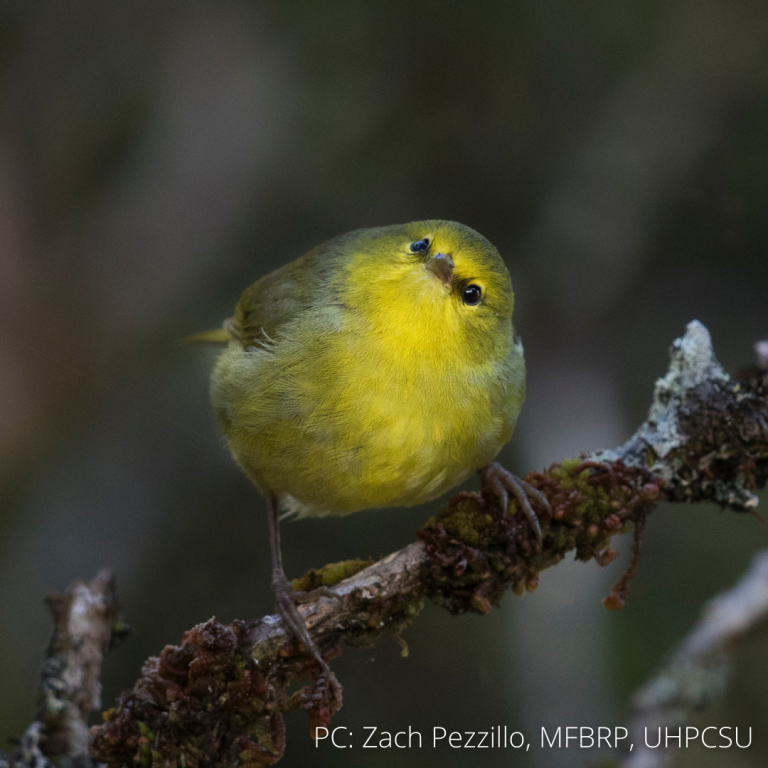 Division of Forestry and Wildlife: Wildlife Program | Native Birds of ...
