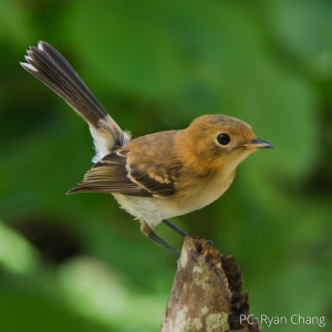 Division of Forestry and Wildlife: Wildlife Program | Native Birds of ...
