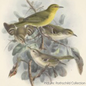 Division of Forestry and Wildlife: Wildlife Program | Native Birds of ...