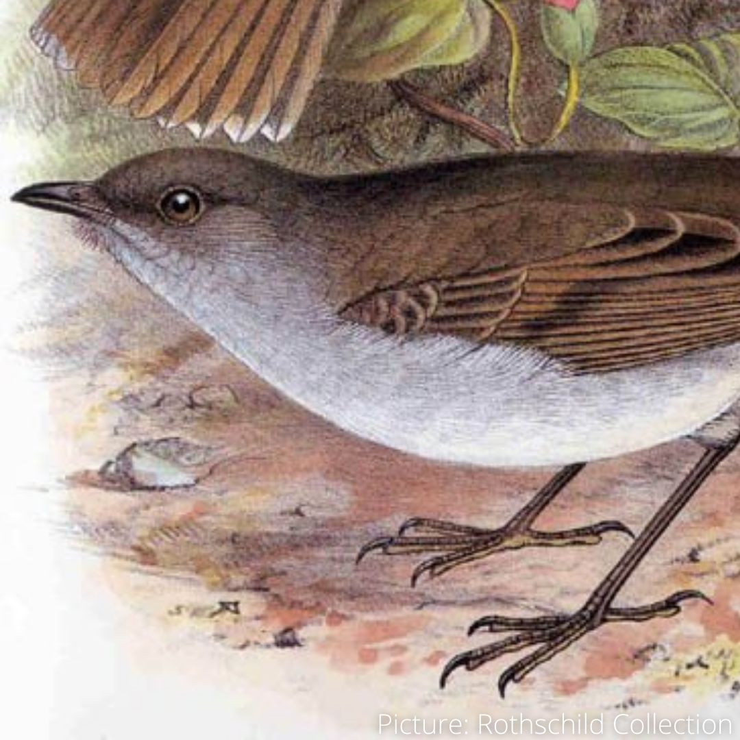 Division of Forestry and Wildlife: Wildlife Program | Native Birds of ...