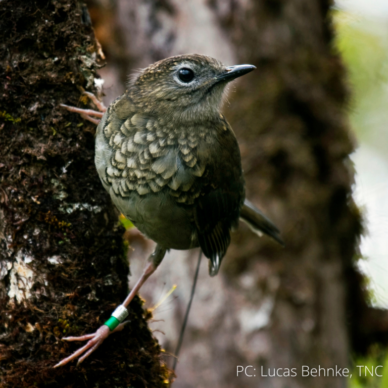 Division of Forestry and Wildlife: Wildlife Program | Native Birds of ...