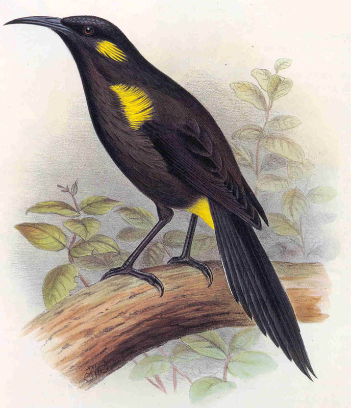 Division of Forestry and Wildlife: Wildlife Program | Bishop’s ‘ō‘ō