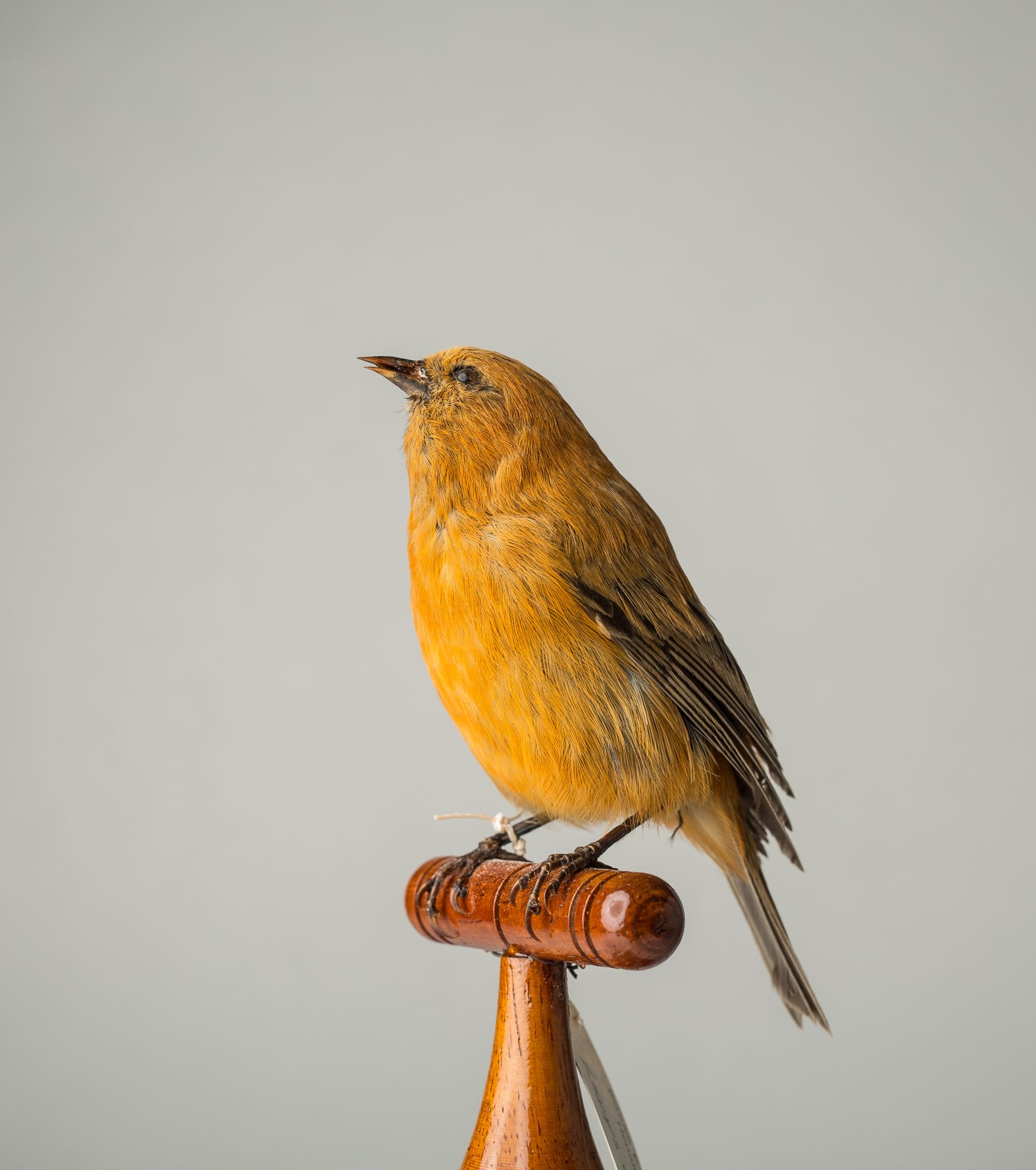 Division of Forestry and Wildlife: Wildlife Program | Maui ʻĀkepa