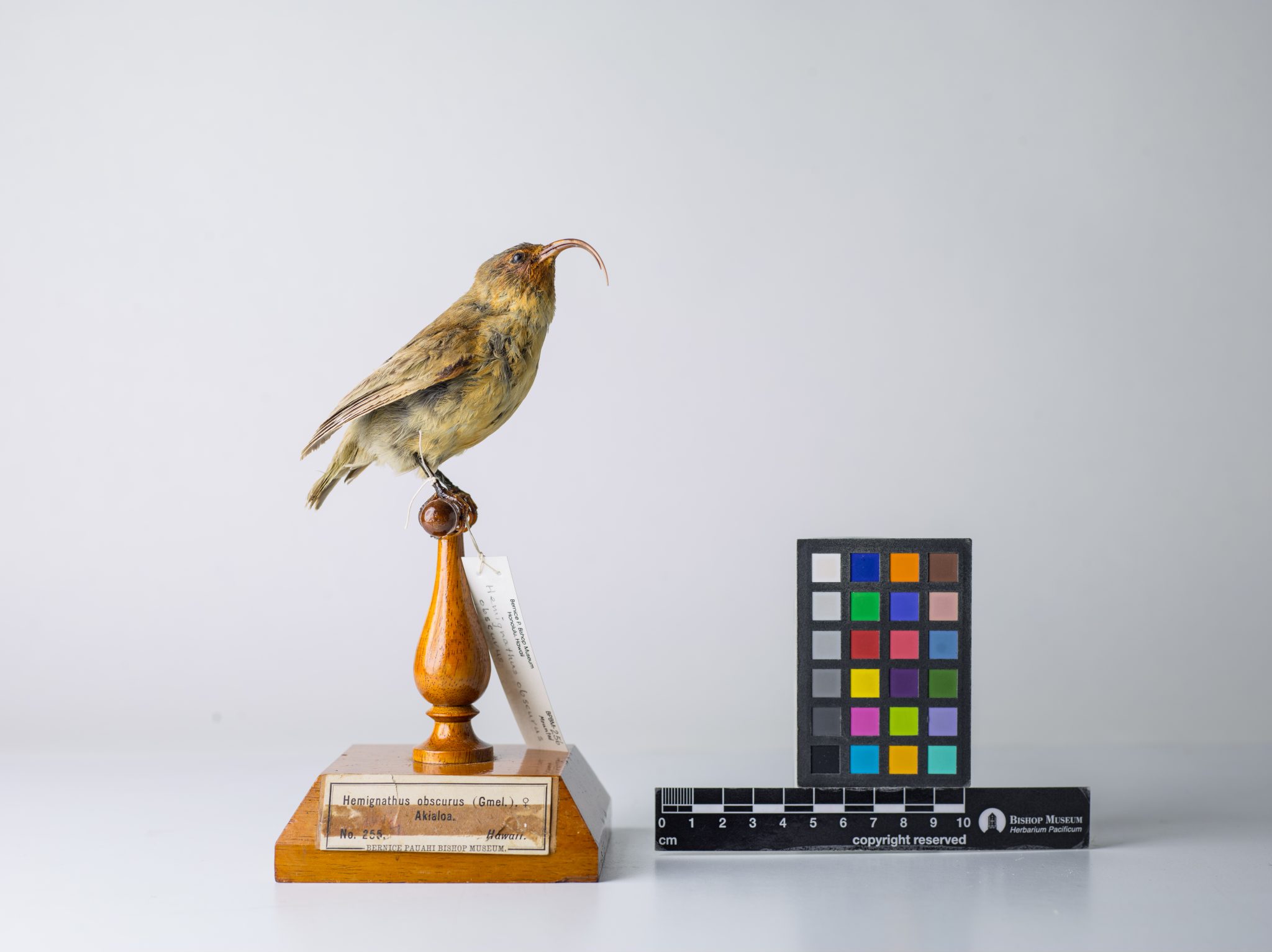 Division of Forestry and Wildlife: Wildlife Program | Lesser ʻAkialoa