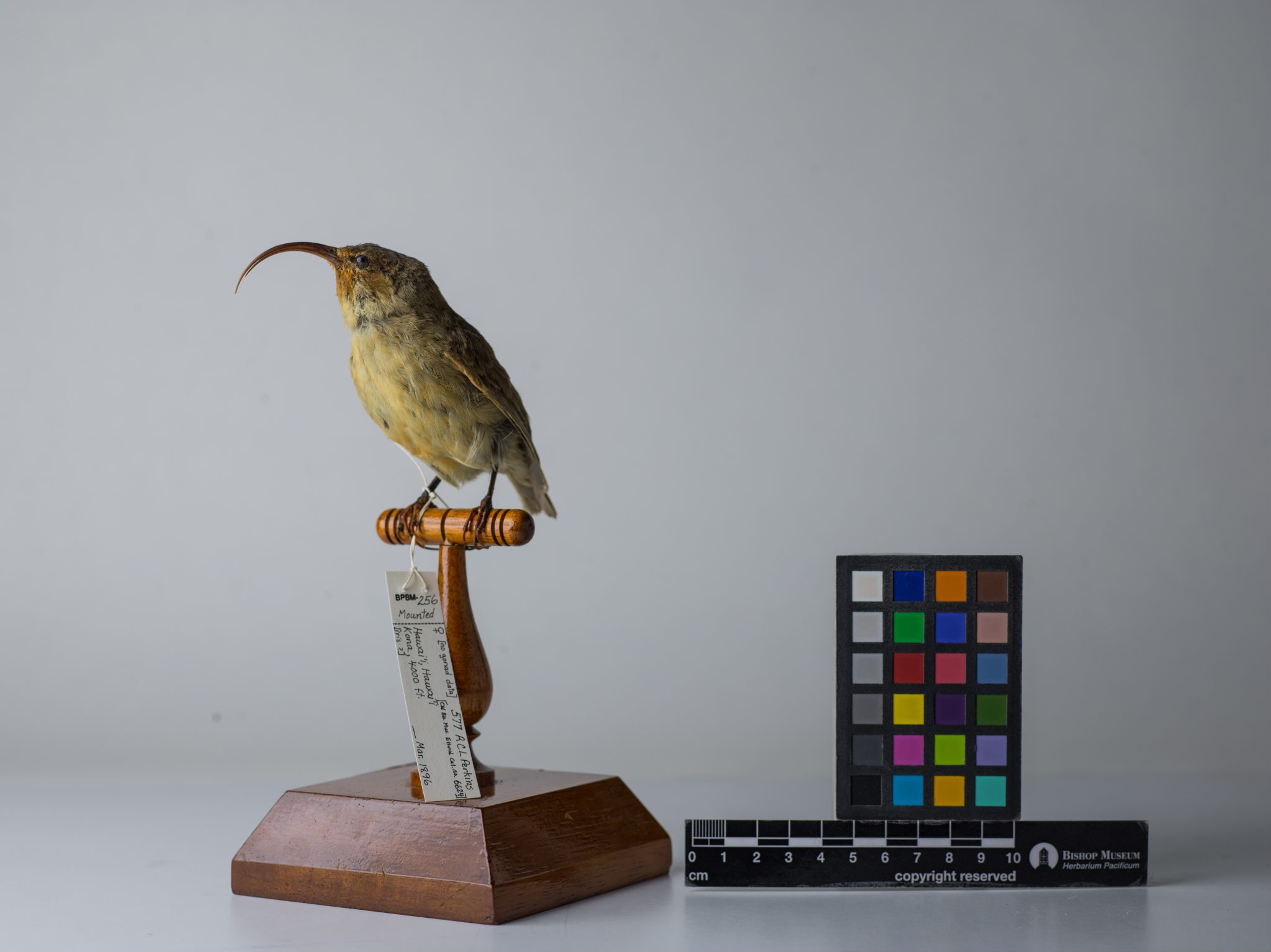 Division of Forestry and Wildlife: Wildlife Program | Lesser ʻAkialoa