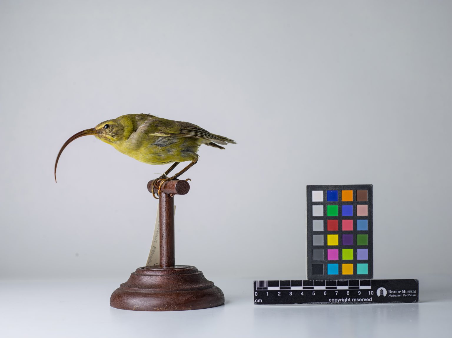 Division of Forestry and Wildlife: Wildlife Program | Kauaʻi ʻAkialoa