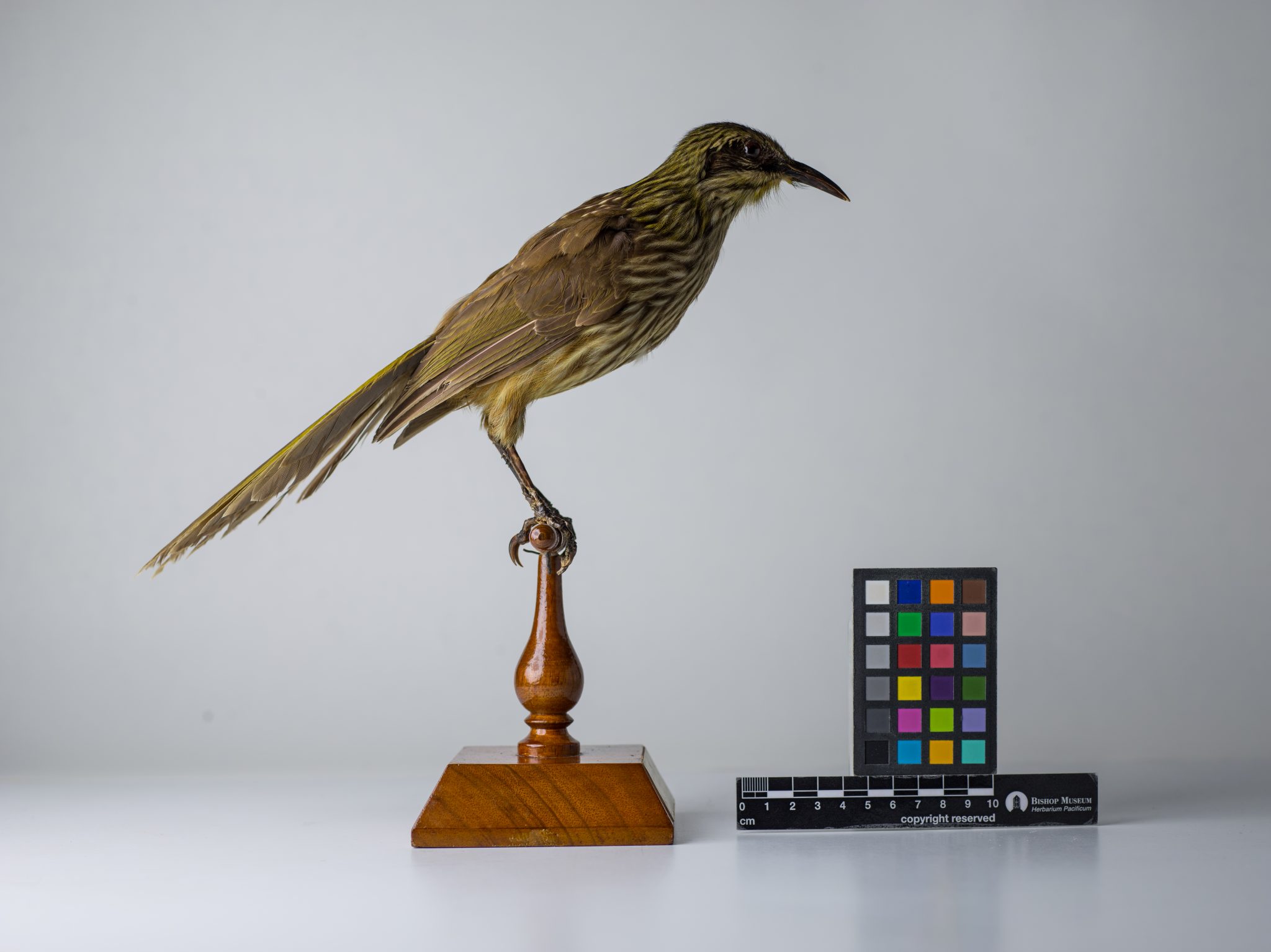 Division of Forestry and Wildlife: Wildlife Program | Kioea