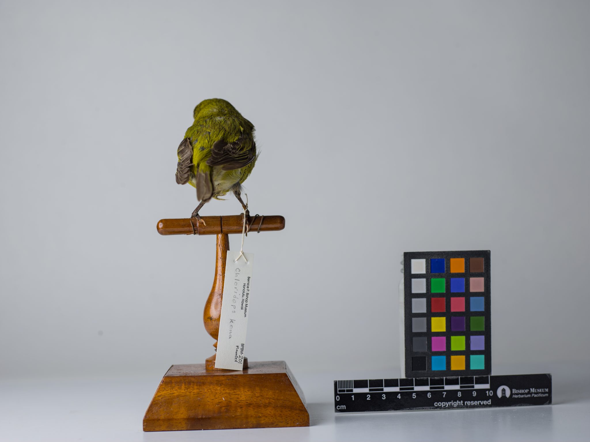 Division of Forestry and Wildlife: Wildlife Program | Kona Grosbeak