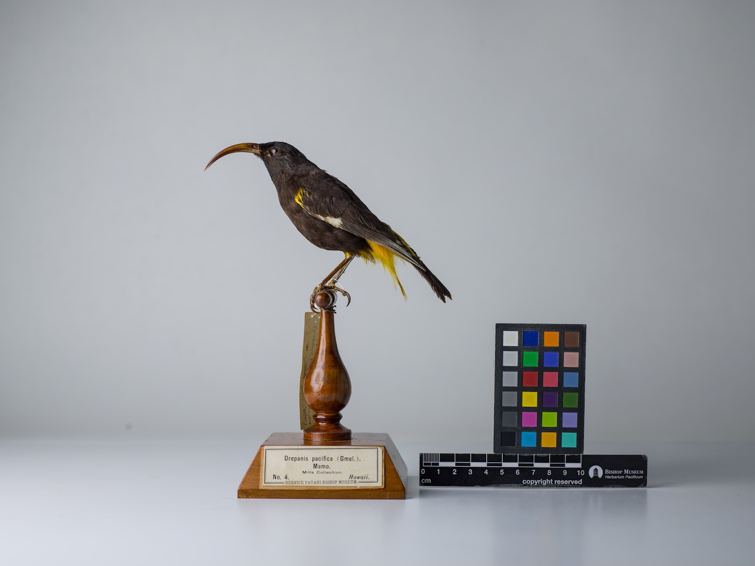 Division of Forestry and Wildlife: Wildlife Program | Hawaiʻi Mamo