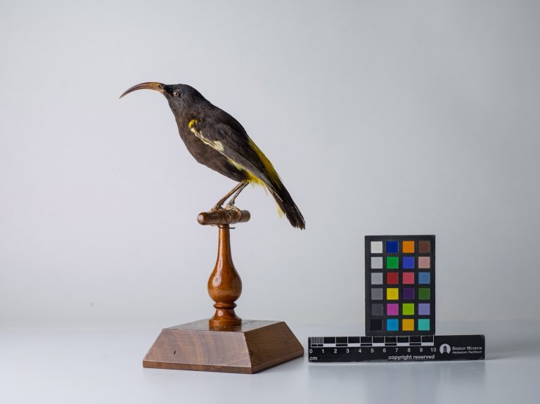 Division of Forestry and Wildlife: Wildlife Program | Hawaiʻi Mamo