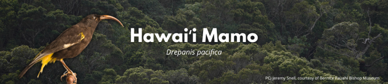 Division of Forestry and Wildlife: Wildlife Program | Hawaiʻi Mamo