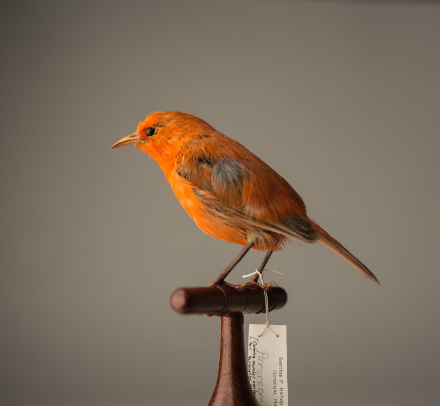 Division of Forestry and Wildlife: Wildlife Program | Kākāwahie