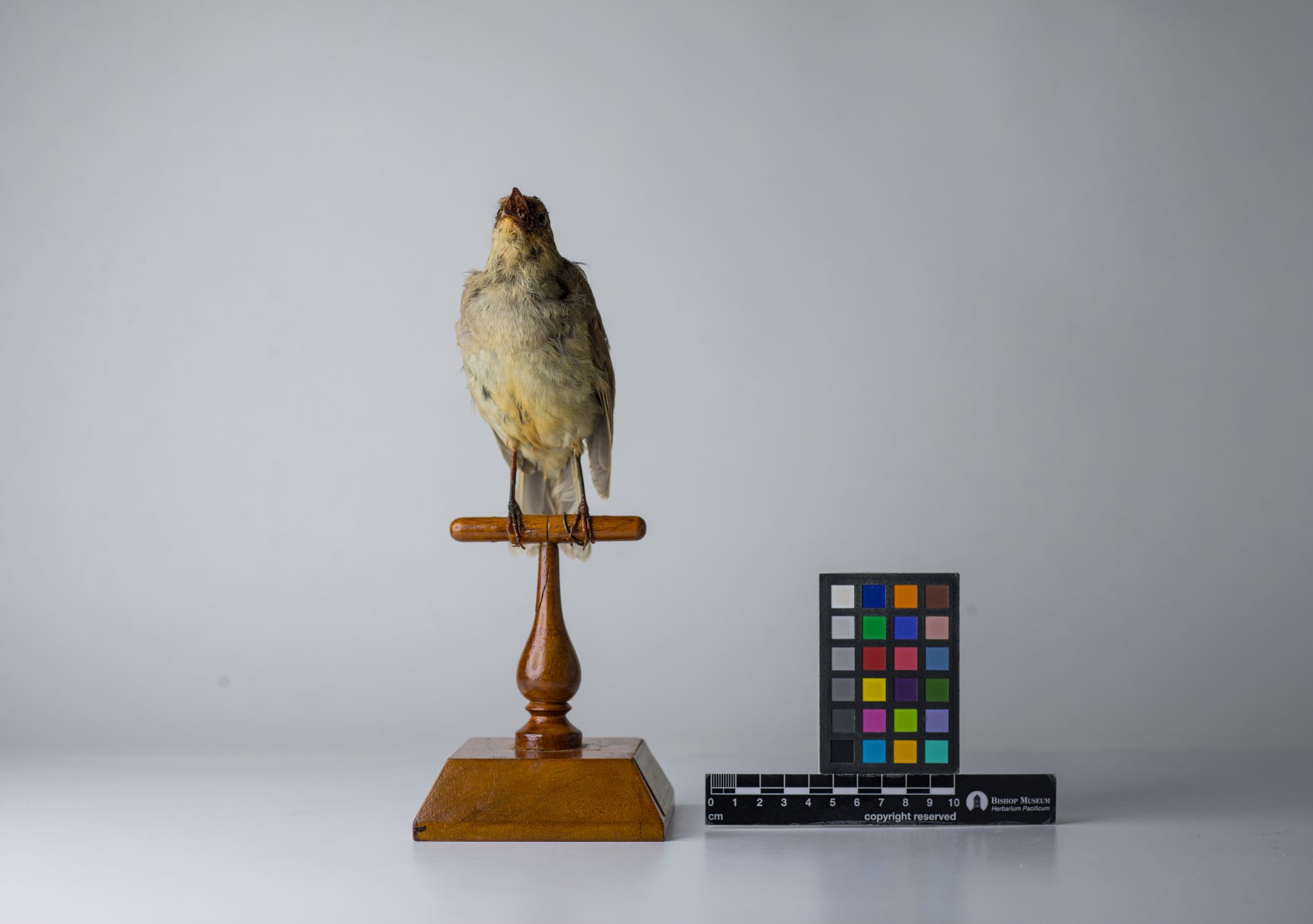 Division of Forestry and Wildlife: Wildlife Program | Kāmaʻo