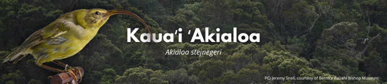 Division of Forestry and Wildlife: Wildlife Program | Kauaʻi ʻAkialoa