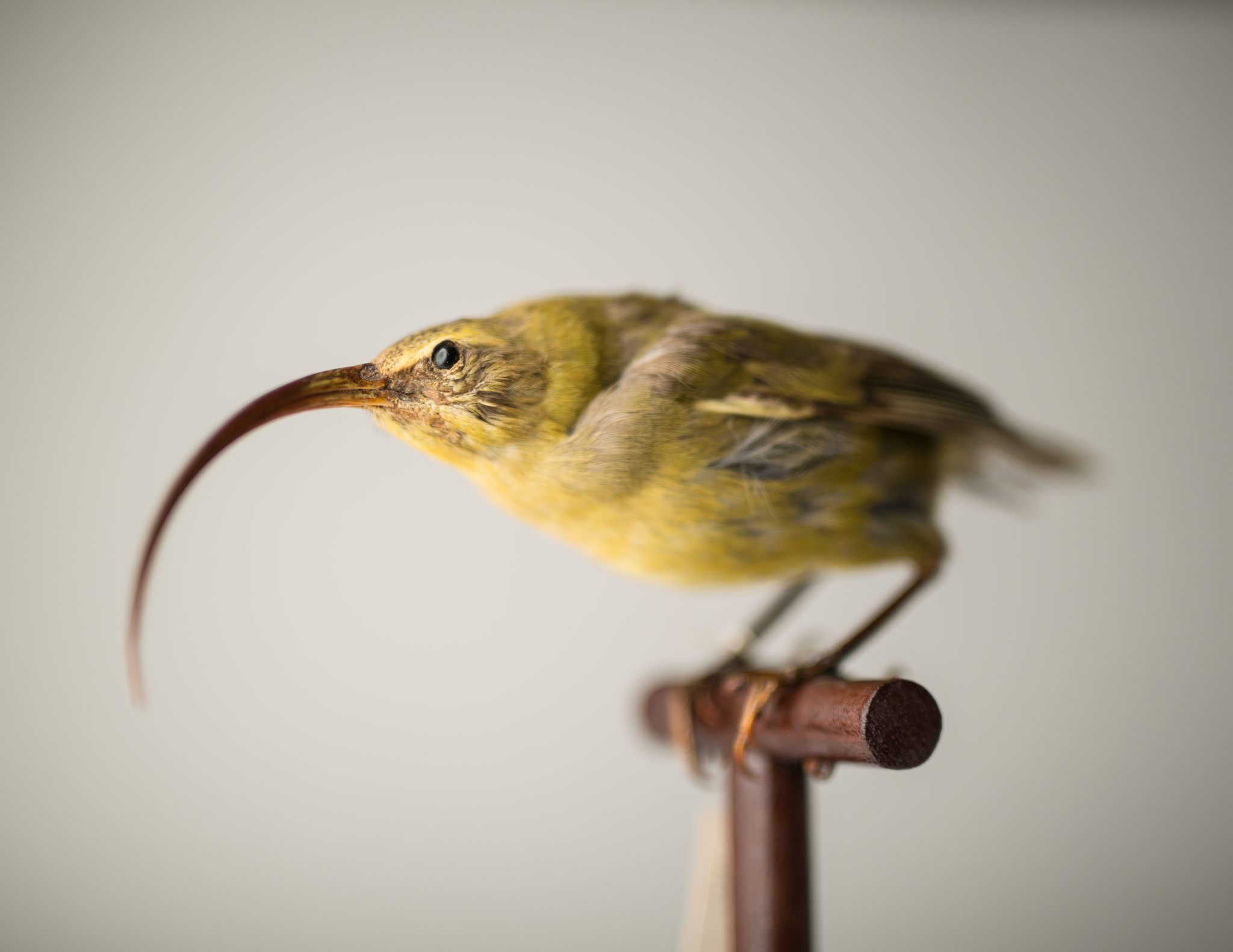 Division of Forestry and Wildlife: Wildlife Program | Kauaʻi ʻAkialoa