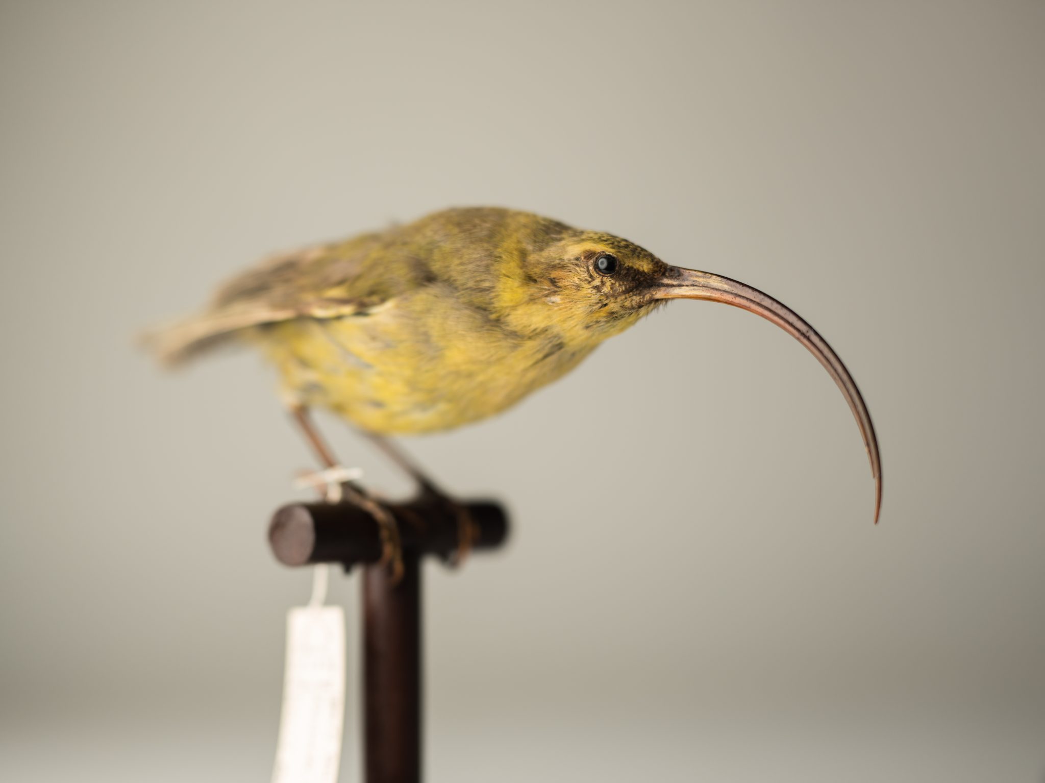 Division of Forestry and Wildlife: Wildlife Program | Kauaʻi ʻAkialoa