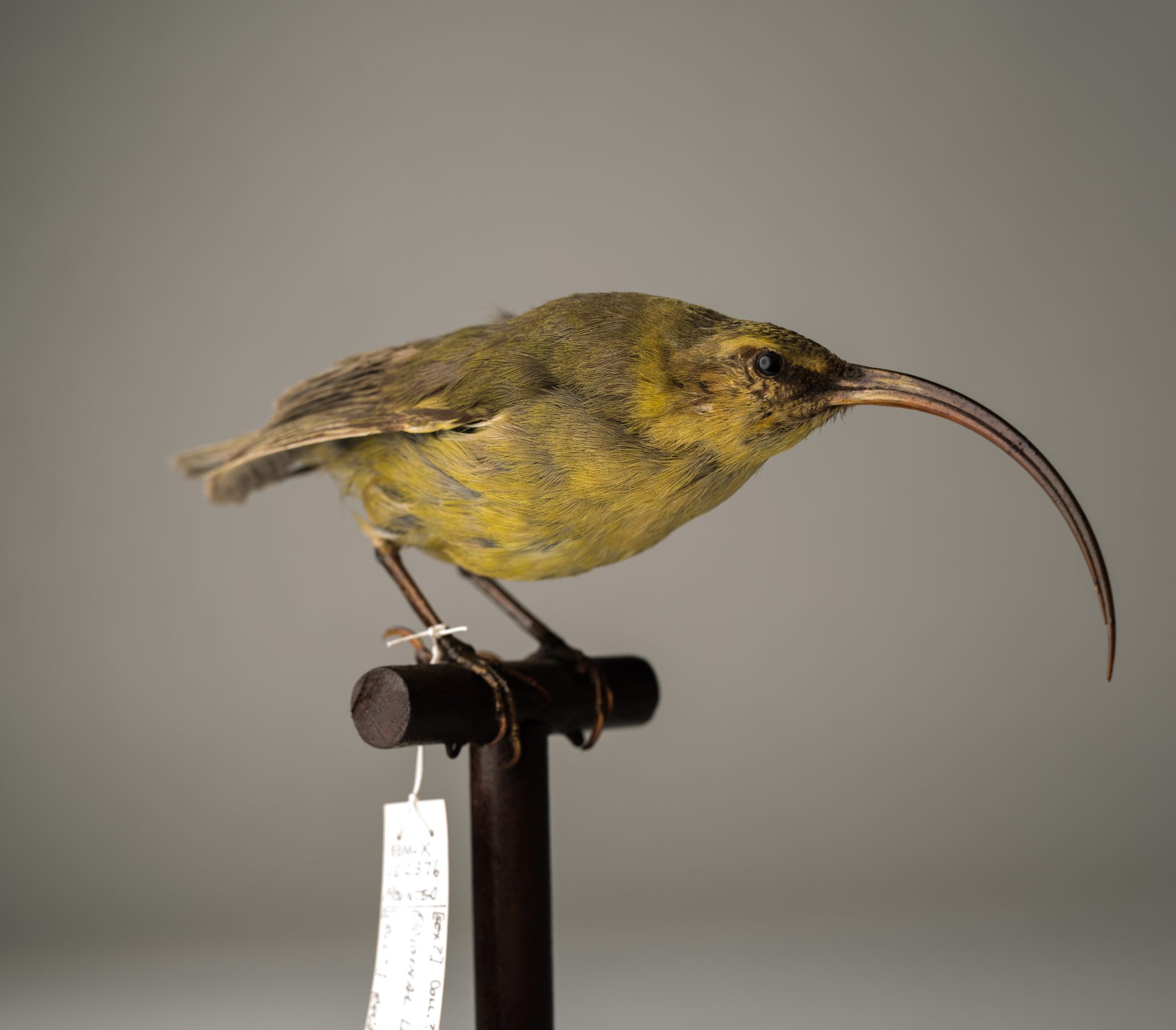 Division of Forestry and Wildlife: Wildlife Program | Kauaʻi ʻAkialoa