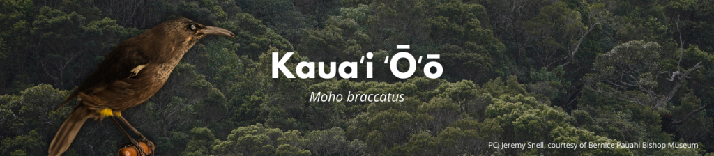 Division of Forestry and Wildlife: Wildlife Program | Kauaʻi ʻōʻō