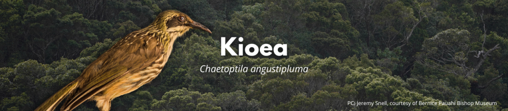 Division of Forestry and Wildlife: Wildlife Program | Kioea