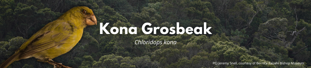 Division of Forestry and Wildlife: Wildlife Program | Kona Grosbeak